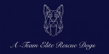 Pets for Adoption at A-Team ELITE Rescue Dogs, in Old Westbury, NY | Petfinder