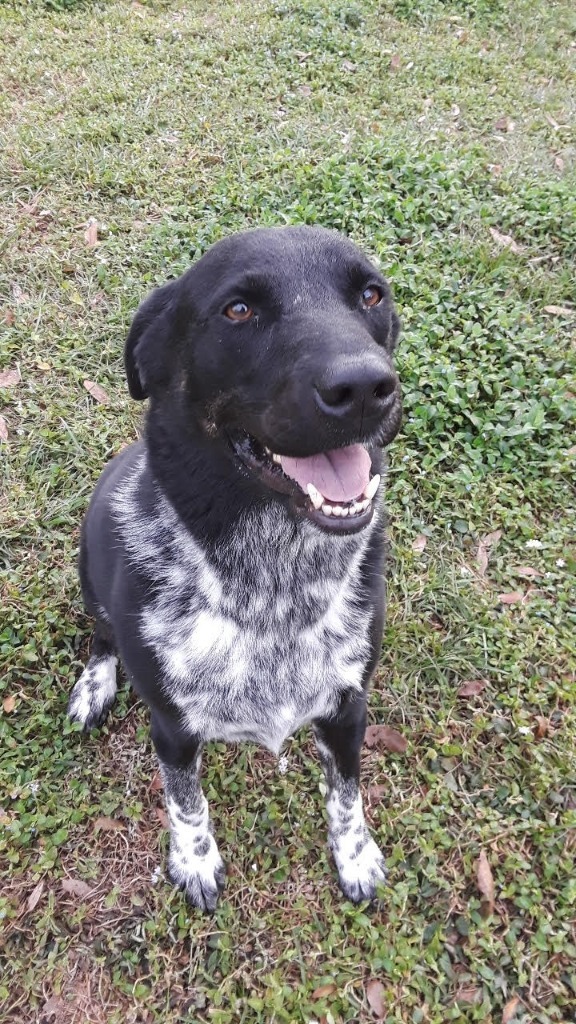 Dog for adoption - Luke, a Labrador Retriever & Australian Cattle Dog / Blue Heeler Mix in Fort ...
