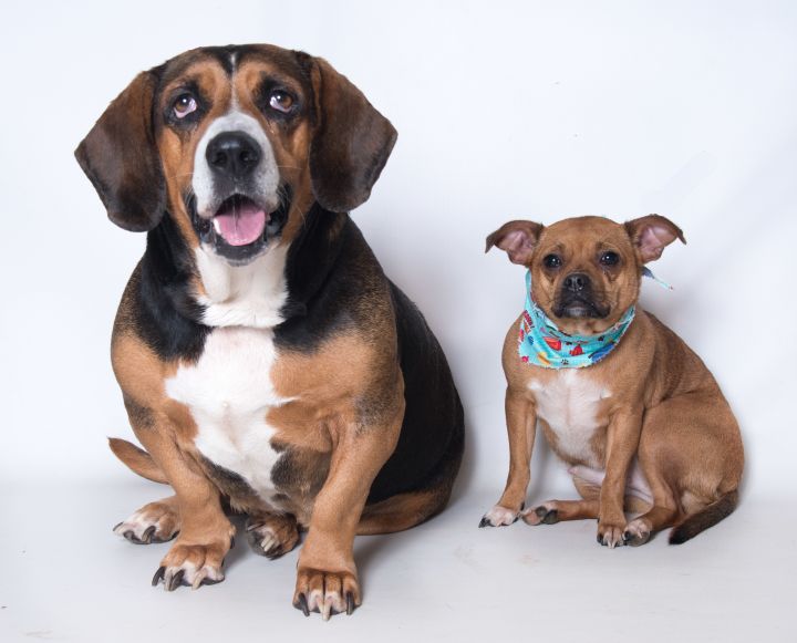 88 Afghan Hound Chihuahua Mix L2sanpiero
