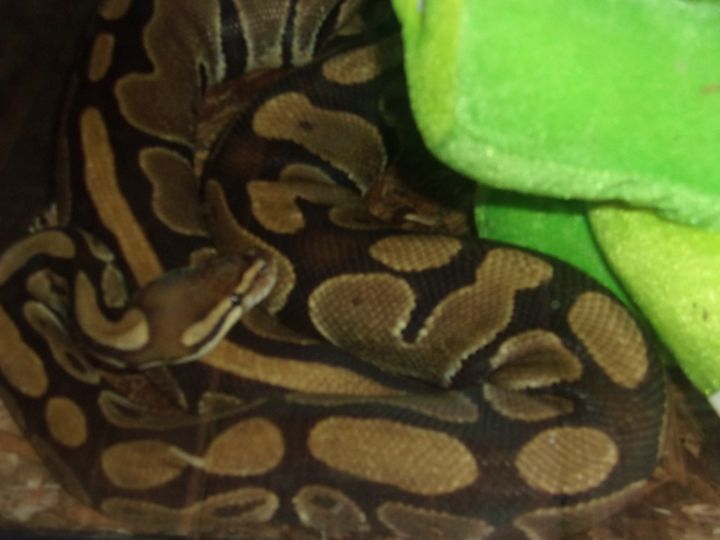 Snake for adoption - 5-Ball Pythons :o), a Ball Python in Christmas, FL ...