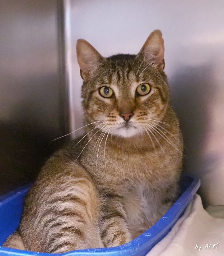 Cat for adoption - Tiger, a Tiger in Cape May Court House, NJ | Petfinder