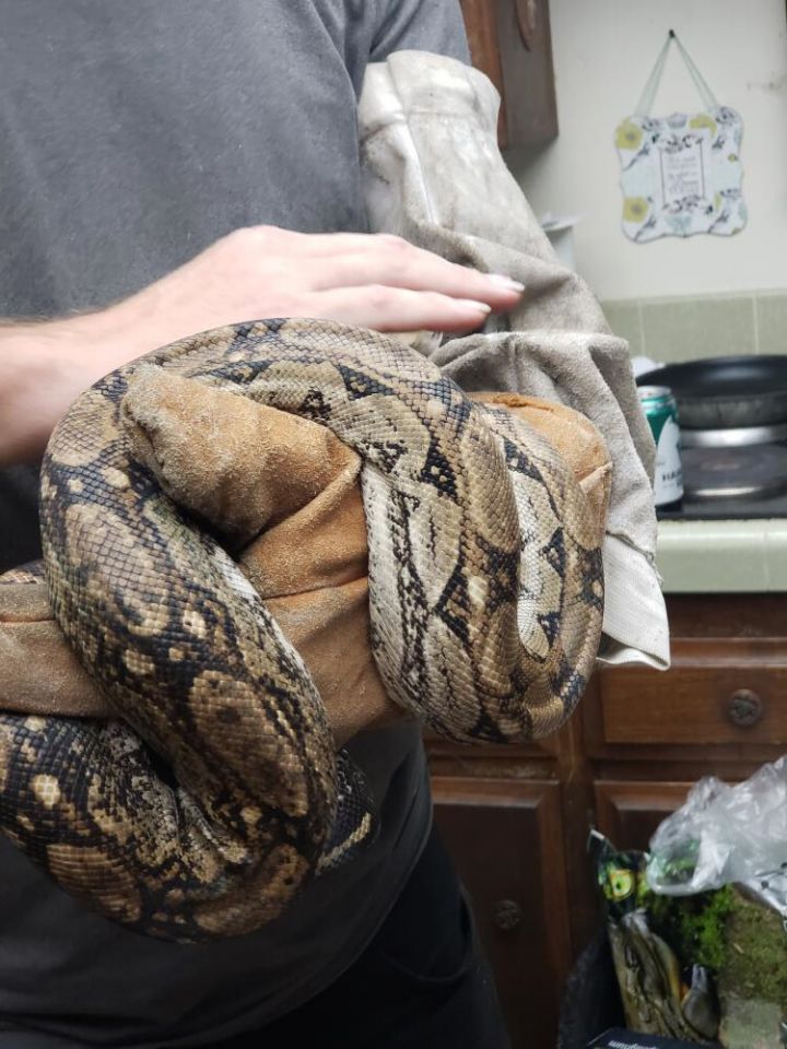 Snake for adoption - Linguini #225, a Boa in Vista, CA | Petfinder