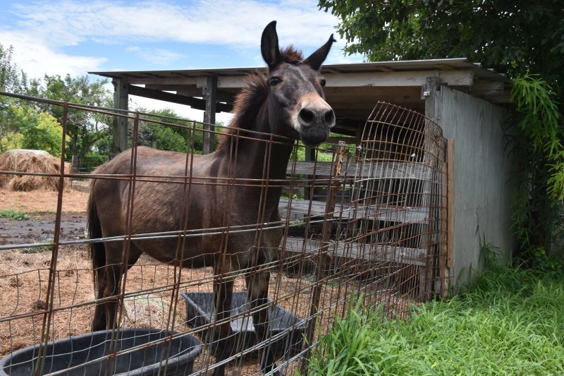 Mule for adoption - Mo, a Mule in Corpus Christi, TX | Petfinder Mule for adoption - Mo, a Mule in Corpus Christi, TX | Petfinder
