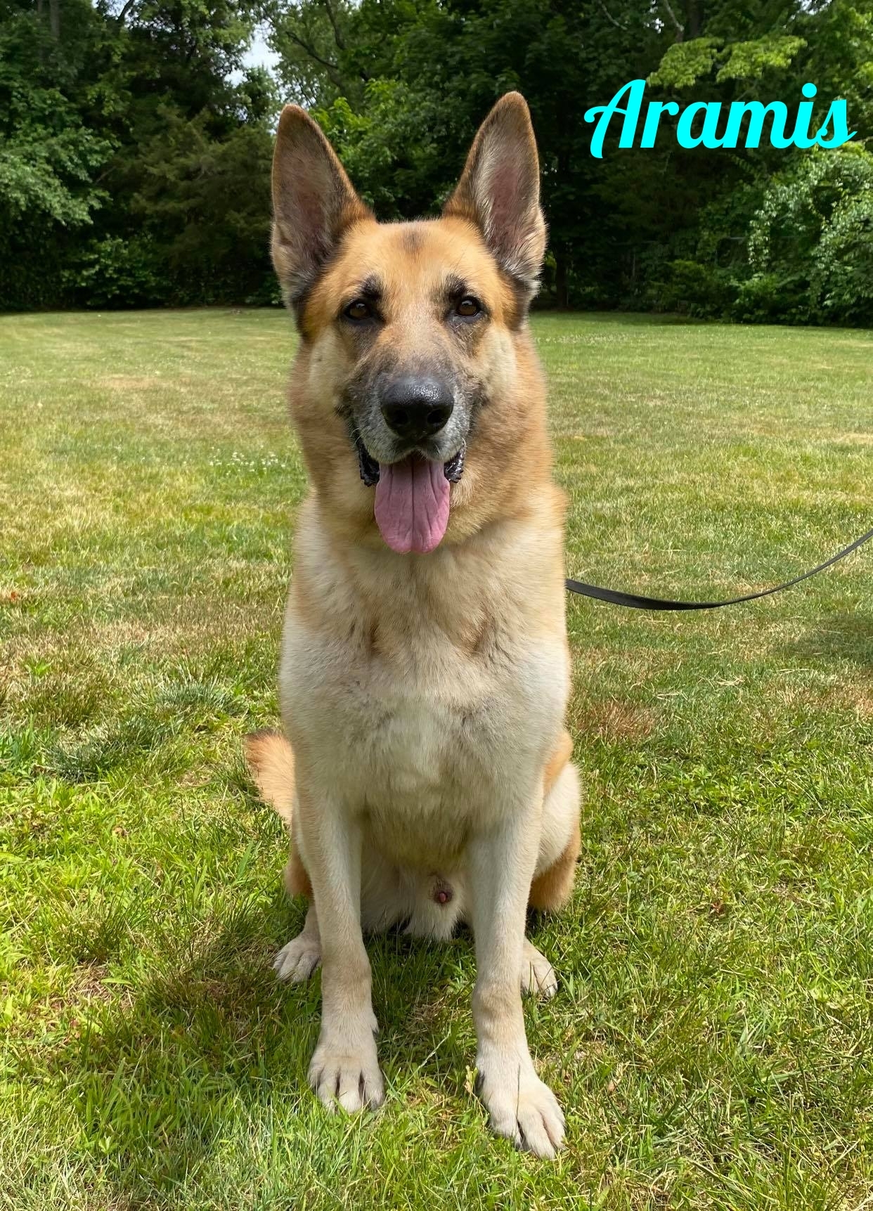 Dog for adoption - Aramis, a German Shepherd Dog in Old Westbury, NY | Petfinder