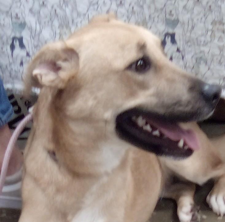 Dog for adoption - Delilah(Mom/Shep-Dad/Pyr), a German Shepherd Dog ... Dog for adoption - Delilah(Mom/Shep-Dad/Pyr), a German Shepherd Dog ...