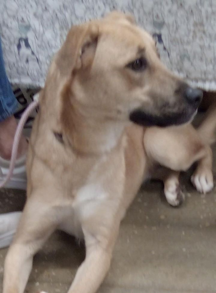 Dog for adoption - Delilah(Mom/Shep-Dad/Pyr), a German Shepherd Dog ... Dog for adoption - Delilah(Mom/Shep-Dad/Pyr), a German Shepherd Dog ...