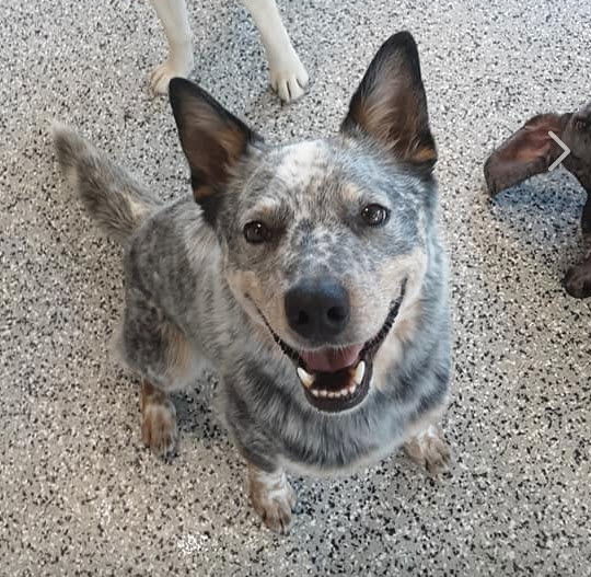 Dog for adoption - Bear, an Australian Cattle Dog / Blue Heeler in Cedar Rapids, IA | Petfinder
