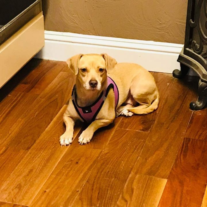 Chihuahua Lab Mix Puppies