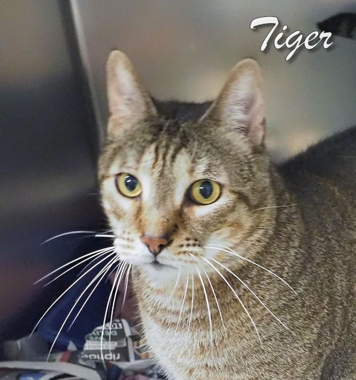Cat for adoption - Tiger, a Domestic Short Hair in Cape May Court House, NJ | Petfinder