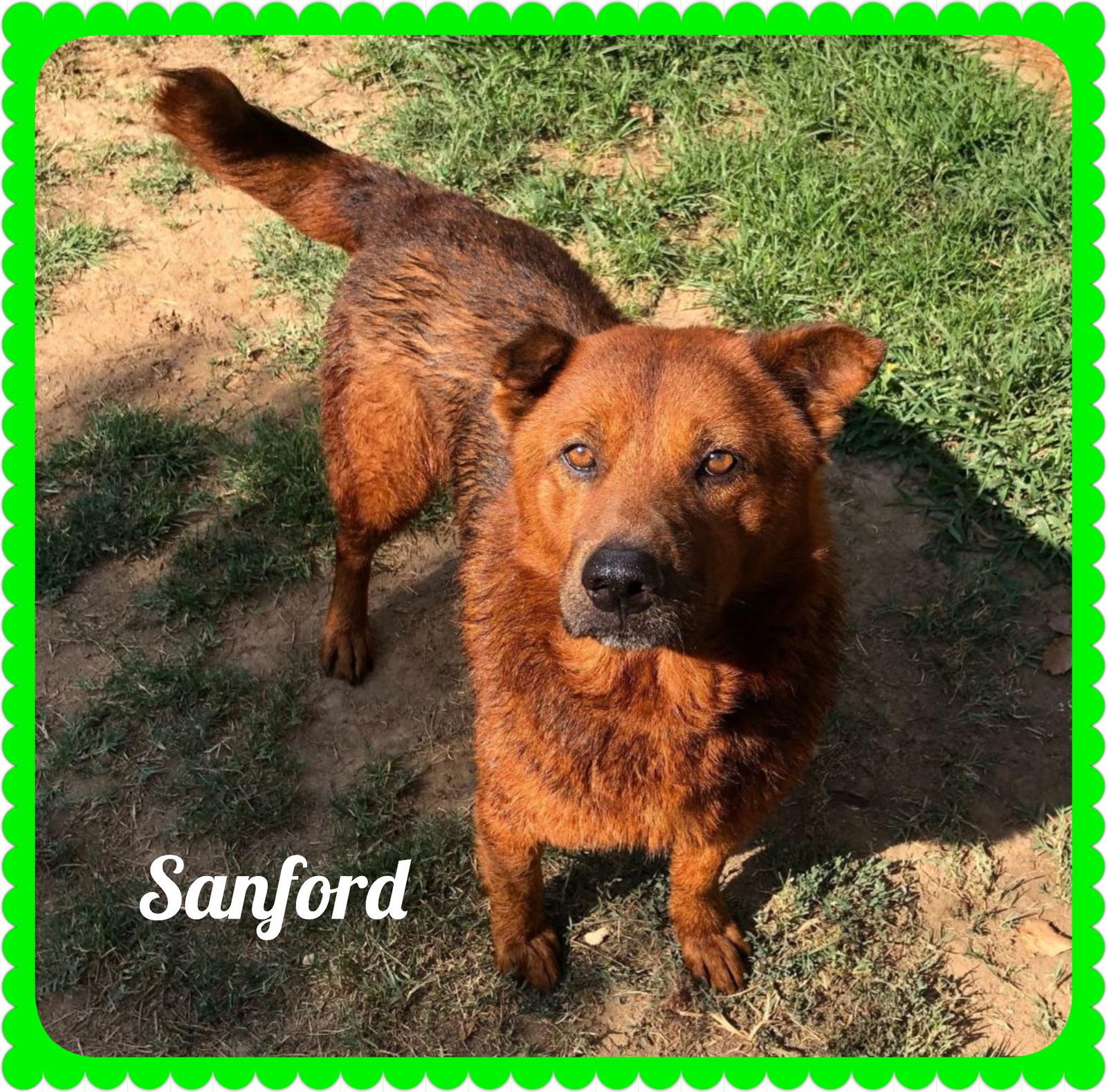 Dog for adoption - Sanford, a Chow Chow & Retriever Mix in Mentone, CA | Petfinder