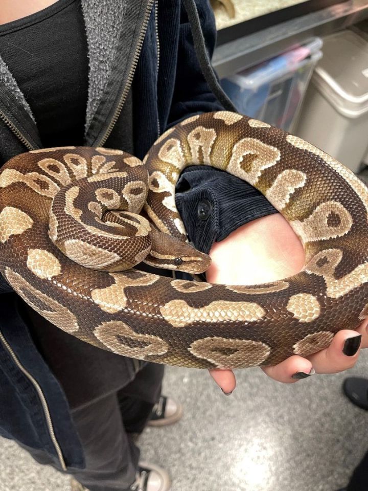 Snake for adoption - Skully, a Ball Python in New Westminster, BC ... Snake for adoption - Skully, a Ball Python in New Westminster, BC ...