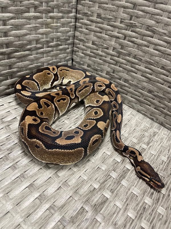Snake for adoption - Apollo, a Ball Python in Willard, NC | Petfinder