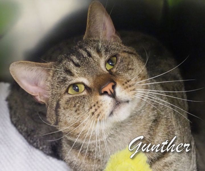 Cat for adoption - Gunther, a Tiger in Cape May Court House, NJ | Petfinder