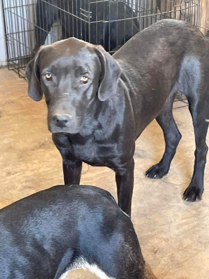 Dog for adoption - Labs rescue needed, a Black Labrador Retriever in Marianna, FL | Petfinder