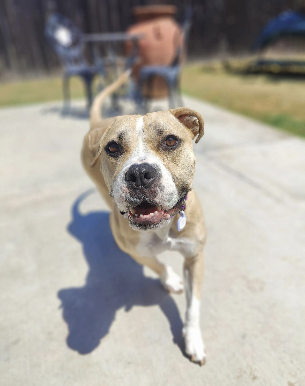 Dog for adoption - Honey, a Pit Bull Terrier Mix in San Diego, CA | Petfinder