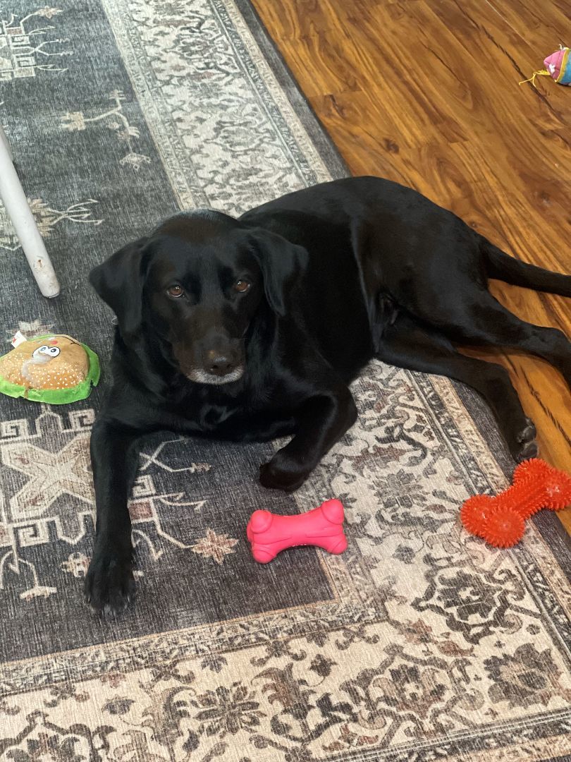 Dog for adoption - Blinky, a Labrador Retriever & Retriever Mix in Evergreen, CO | Petfinder