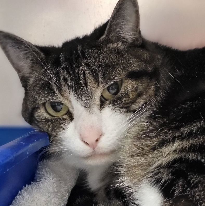 Cat for adoption - Minks, a Tabby in Cape May Court House, NJ | Petfinder