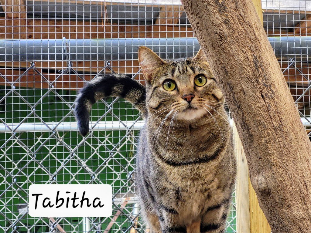 Cat for adoption - Tabitha, a Domestic Short Hair Mix in Ellijay, GA | Petfinder