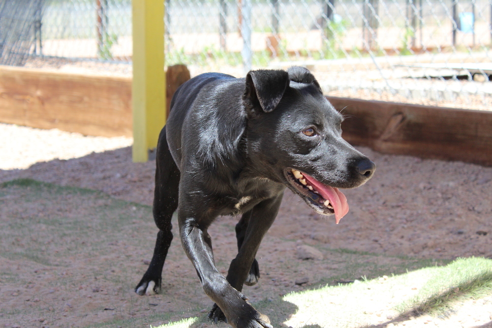 Dog for adoption - Olay ***RESCUE CENTER***, a Chihuahua & Labrador Retriever Mix in Aurora, CO ...