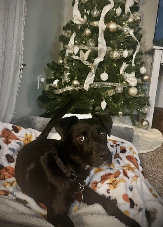 Dog for adoption - Olay ***RESCUE CENTER***, a Chihuahua & Labrador Retriever Mix in Aurora, CO ...