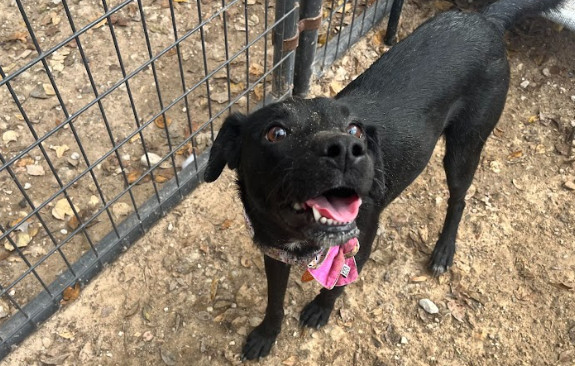 Dog for adoption - Olay ***RESCUE CENTER***, a Chihuahua & Labrador Retriever Mix in Aurora, CO ...