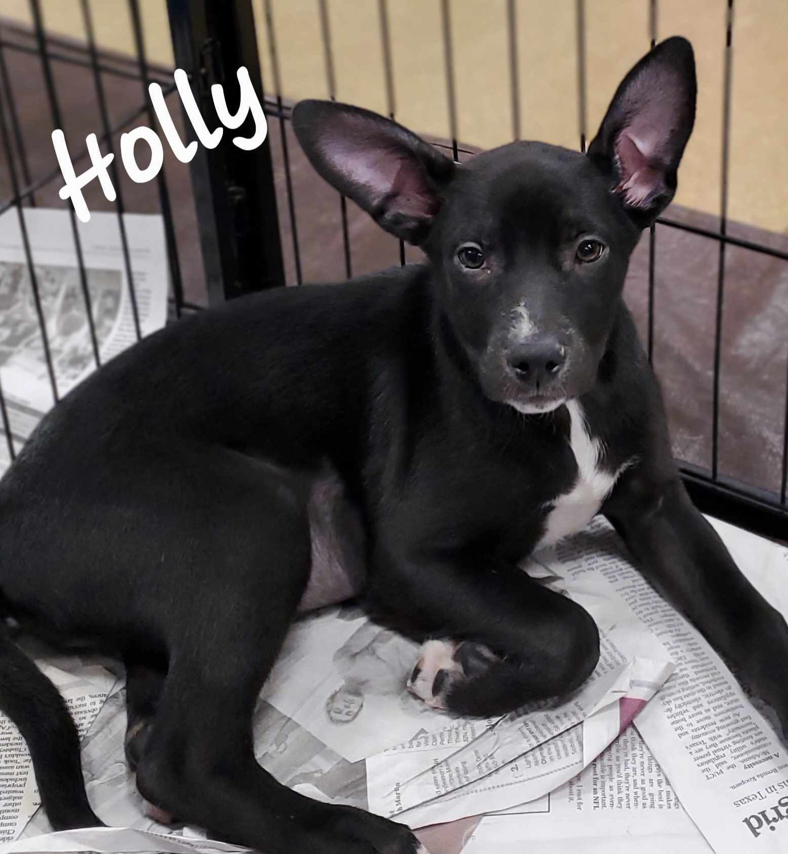 Dog for adoption - Holly ML, a Black Labrador Retriever Mix in Brattleboro, VT | Petfinder