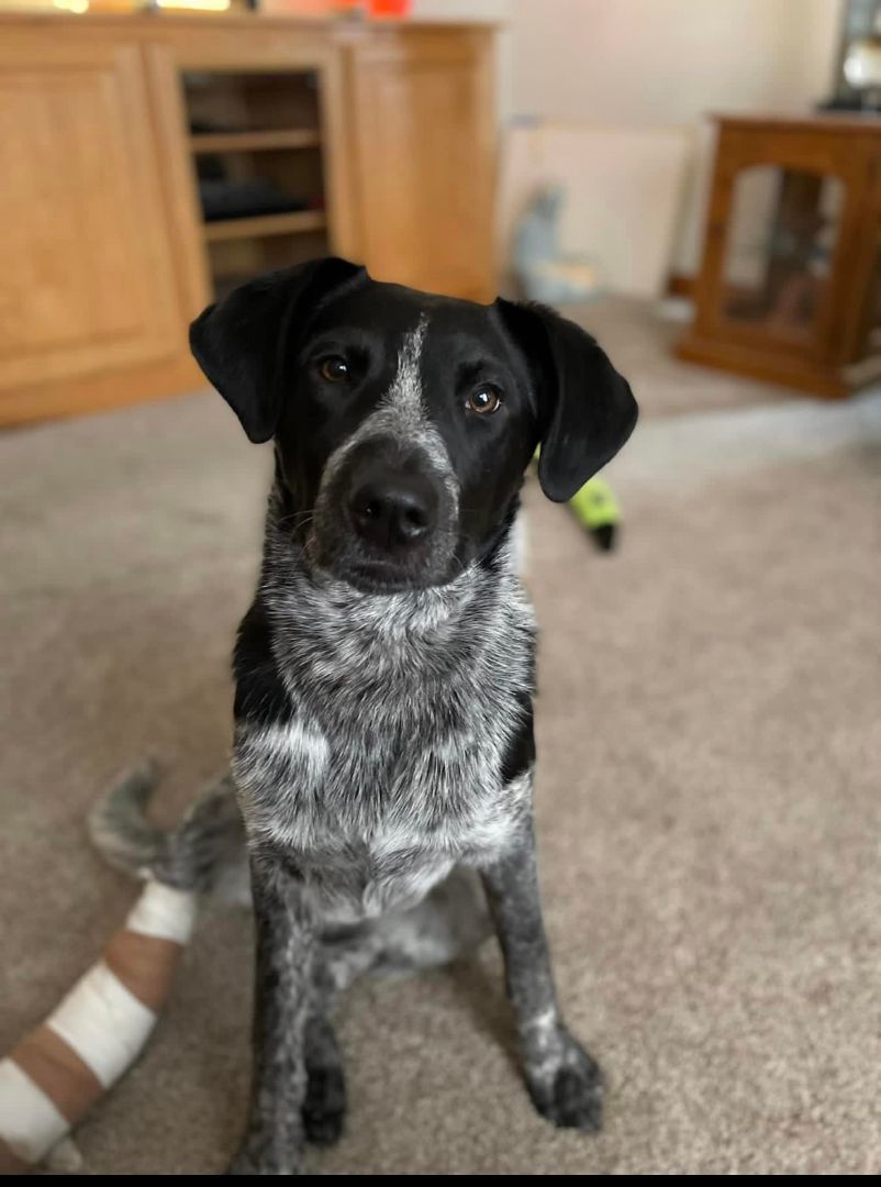 Dog for adoption - Wembley, a Labrador Retriever & Australian Cattle Dog / Blue Heeler Mix in ...