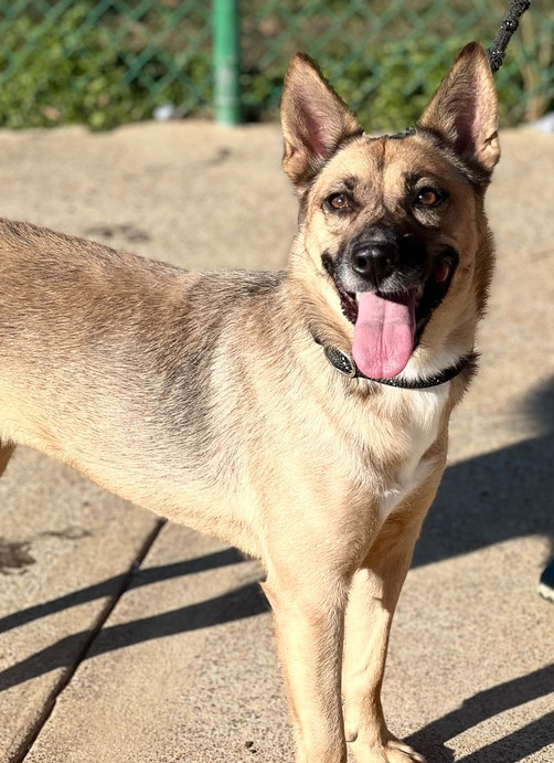 Dog for adoption - Maude 23D-0206, a German Shepherd Dog Mix in Corinth, MS | Petfinder