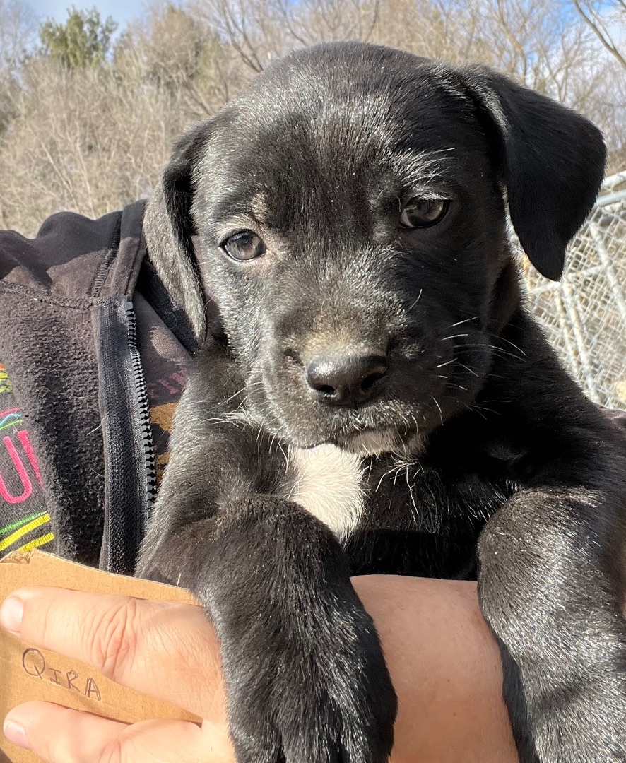 Dog for adoption - Qi’ra, a Black Labrador Retriever & Boxer Mix in South Saint Paul, MN | Petfinder