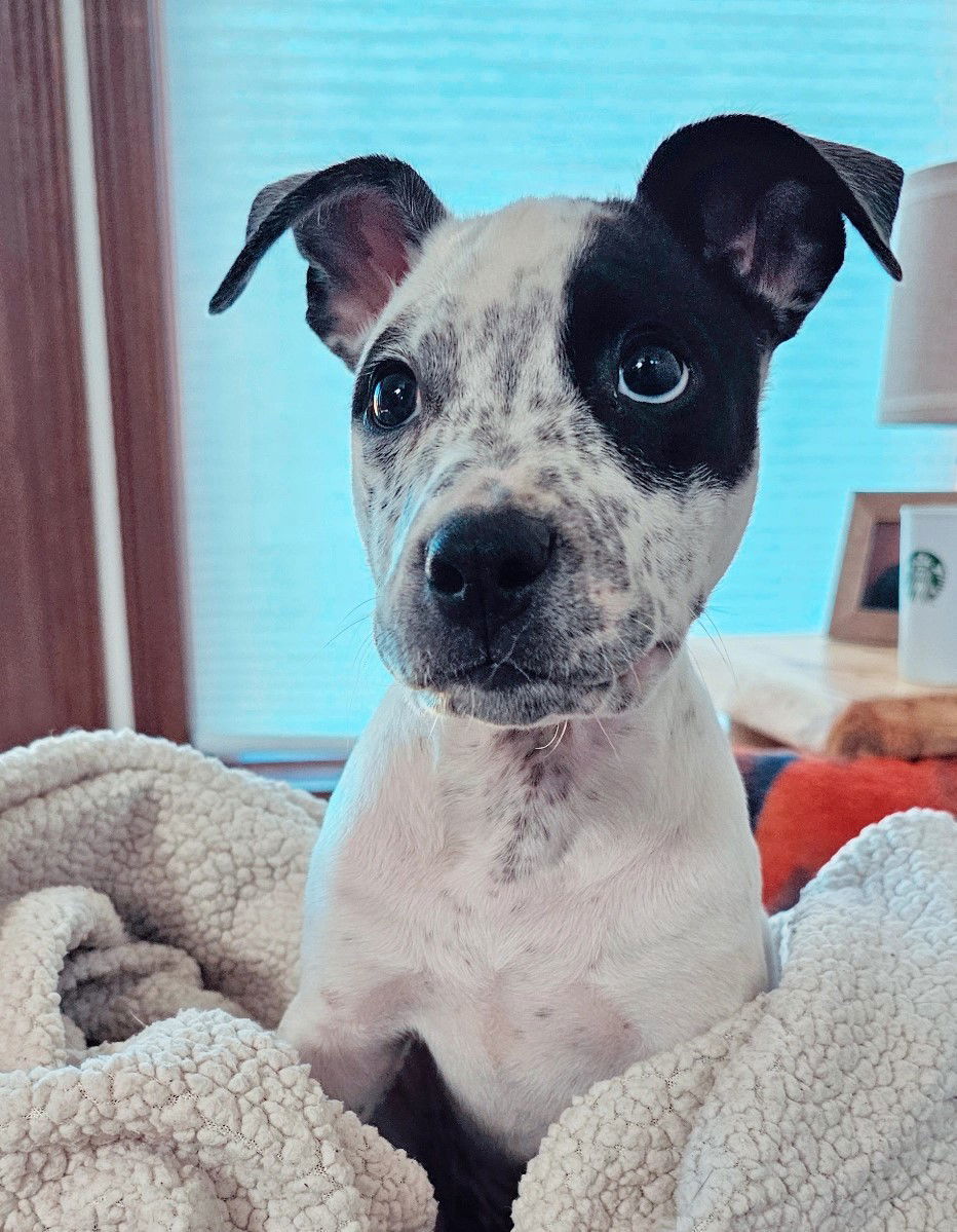 Dog for adoption - Tiernan, a Labrador Retriever Mix in Aurora, CO | Petfinder