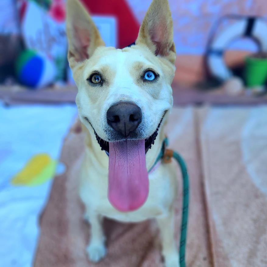 Dog for adoption - HONEY, a Pit Bull Terrier & Siberian Husky Mix in Long Beach, CA | Petfinder