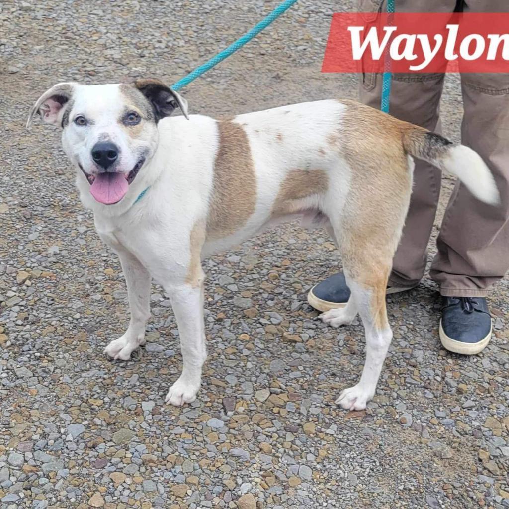 Dog for adoption - Waylon, a Catahoula Leopard Dog Mix in Hackett, AR | Petfinder
