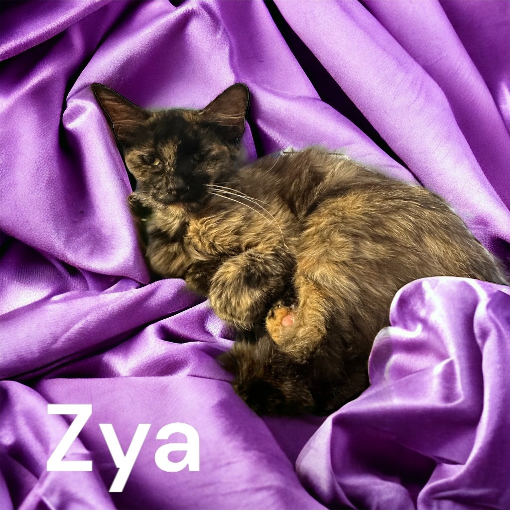 Cat for adoption - Zya, a Domestic Medium Hair Mix in Sorrento, LA | Petfinder