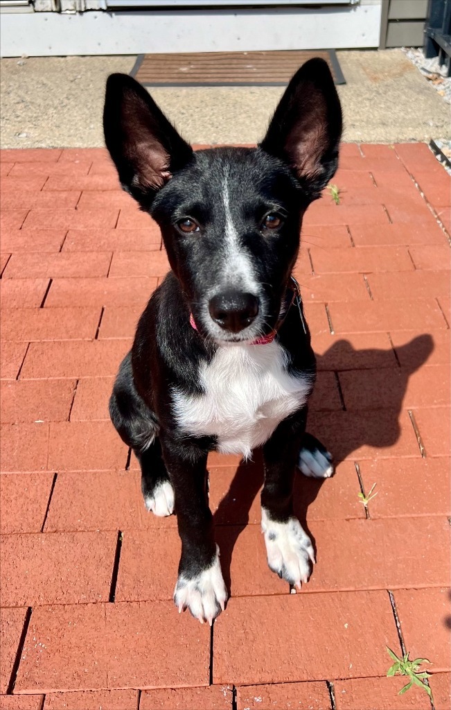 Dog for adoption - Maeve - Local Beauty!!, a Shepherd & Border Collie Mix in East Falmouth , MA ...
