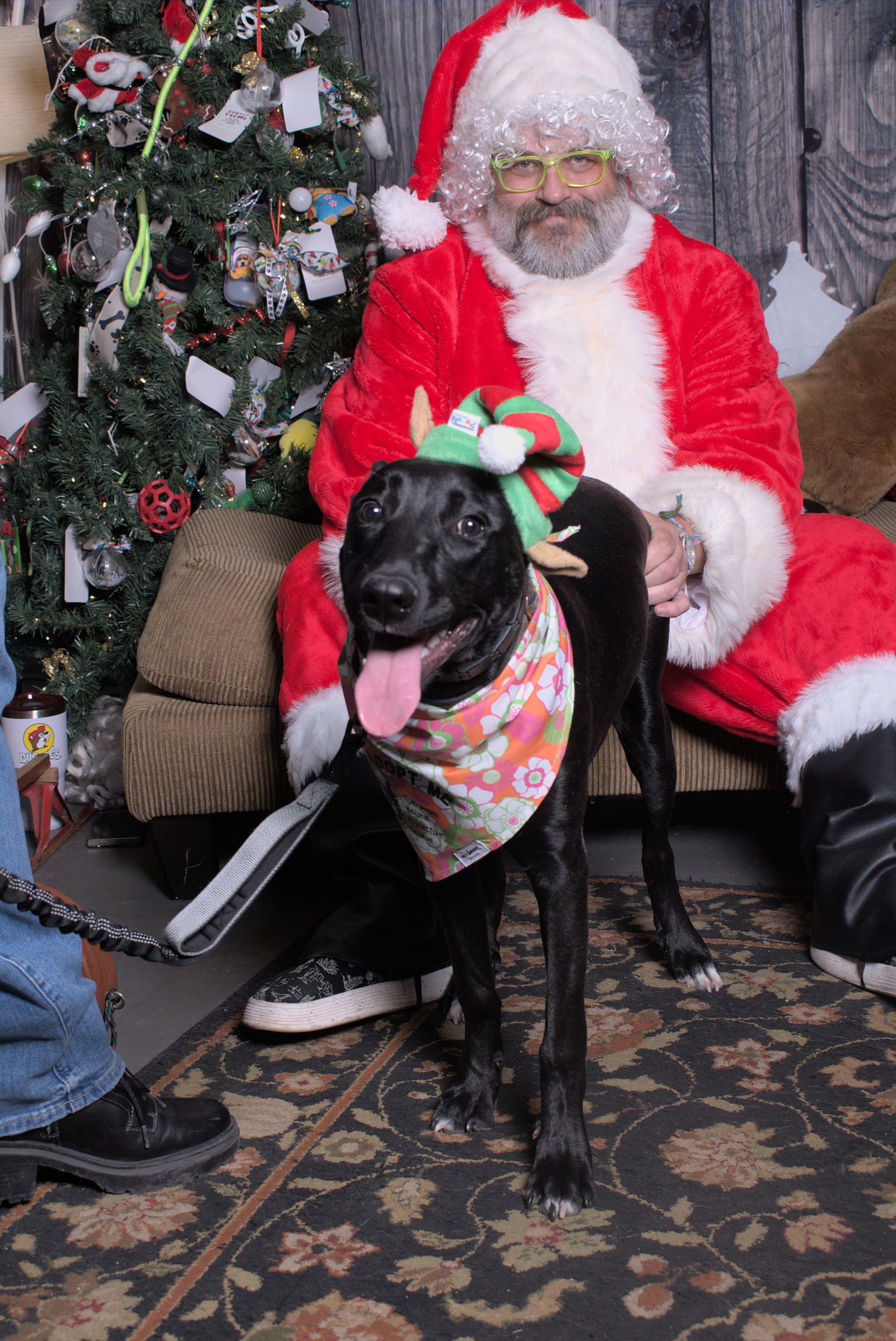 Dog for adoption - Dina, a Labrador Retriever Mix in Evergreen, CO | Petfinder