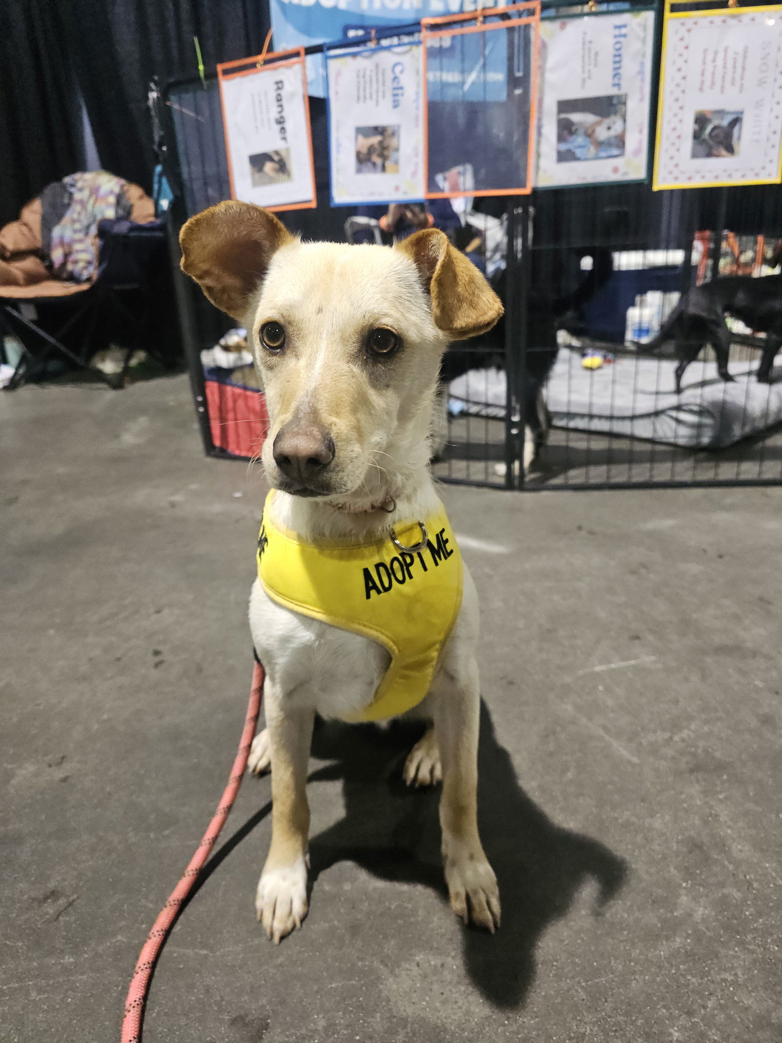 Dog for adoption - FLECK, a Chihuahua & Labrador Retriever Mix in Chico, CA | Petfinder
