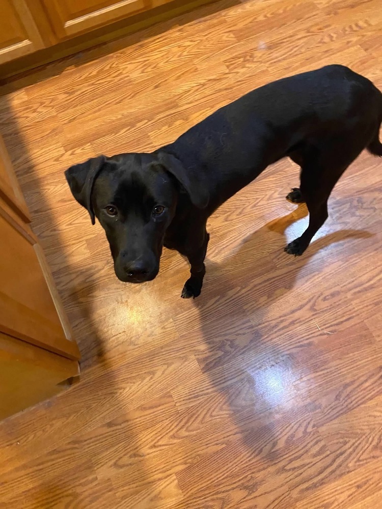 Dog for adoption - Breaking Bad : Jesse (Ash), a Labrador Retriever Mix in Aurora, IN | Petfinder