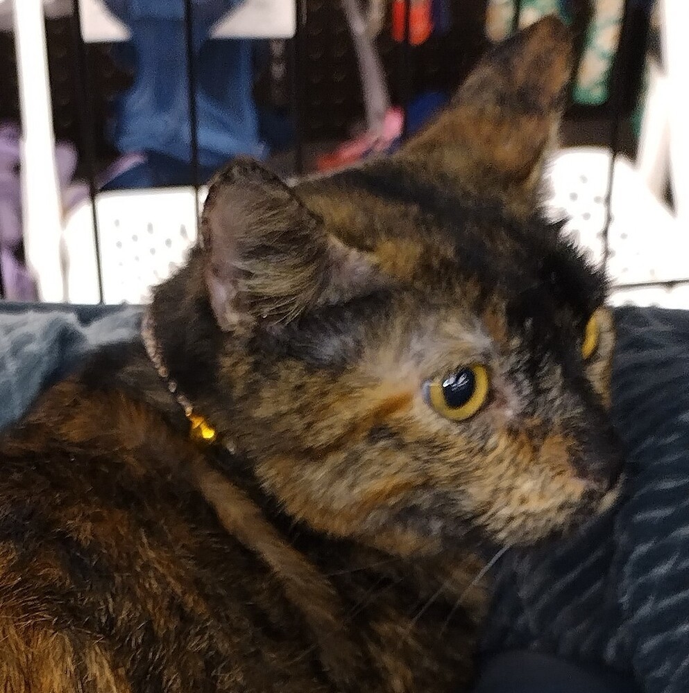 Cat for adoption - Goo Goo Cluster 5488, a Manx & Domestic Short Hair Mix in Dallas, TX | Petfinder