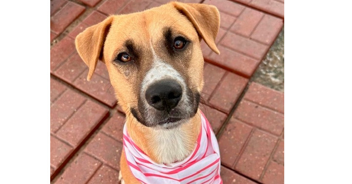 Dog for adoption - Zamira ***RESCUE CENTER***, a Labrador Retriever & Hound Mix in Aurora, CO ...