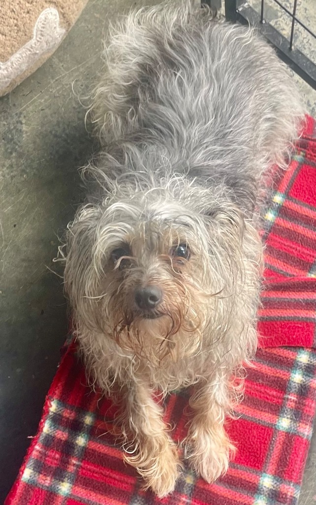 Dog for adoption - Merlin, a Yorkshire Terrier Mix in St. Augustine, FL ...