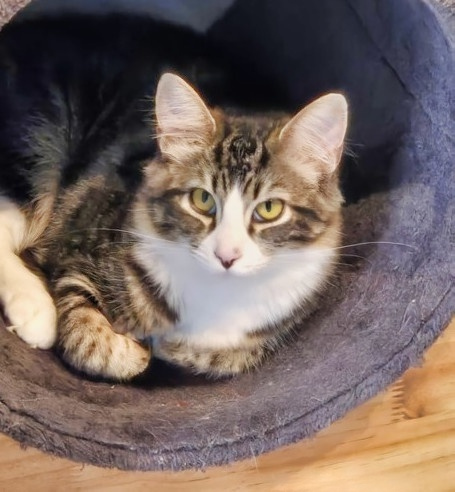 Cat for adoption - Junior, a Tabby & Domestic Medium Hair Mix in Wilsonville, OR | Petfinder