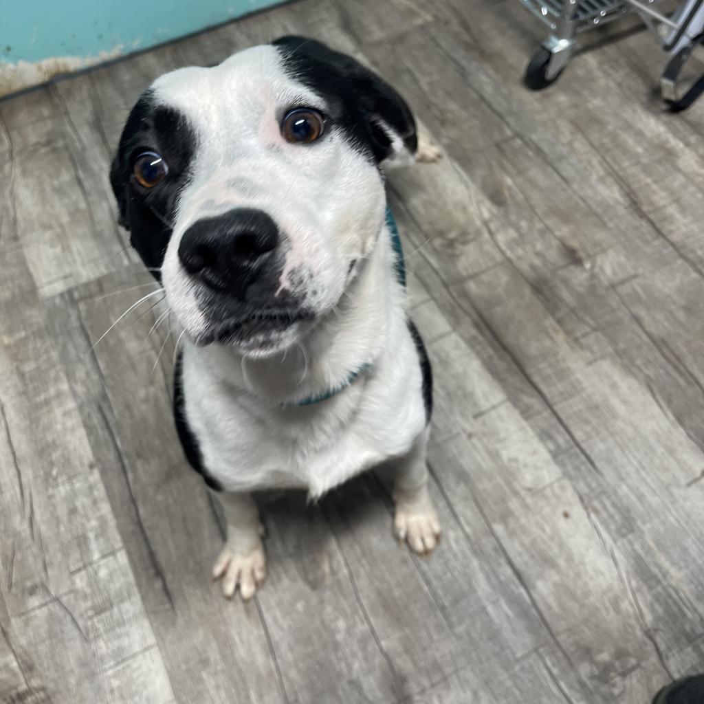 Dog for adoption - #45 Cash, a Mixed Breed in Jefferson city, TN | Petfinder