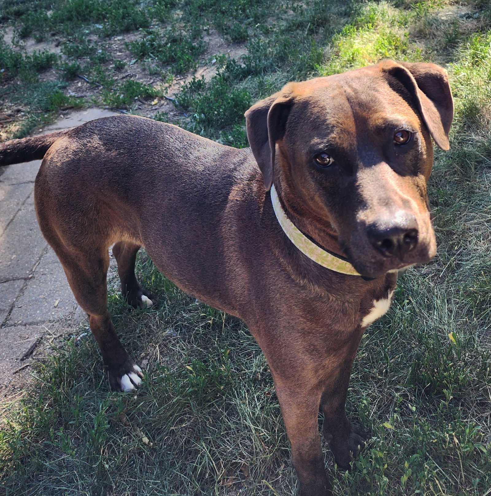 Dog for adoption - Zola, a Labrador Retriever Mix in Evergreen, CO | Petfinder