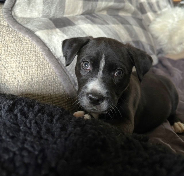 Dog for adoption - Legend, a Labrador Retriever Mix in Evergreen, CO | Petfinder