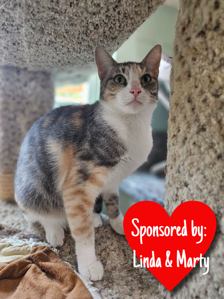 Cat for adoption - Jelly Bean, a Domestic Short Hair in San Leon, TX ...