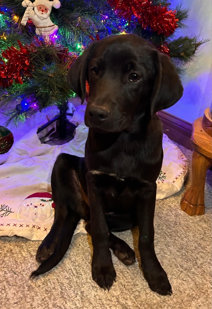 Dog for adoption - Gran-dogs : Grant, a Labrador Retriever Mix in Aurora, IN | Petfinder