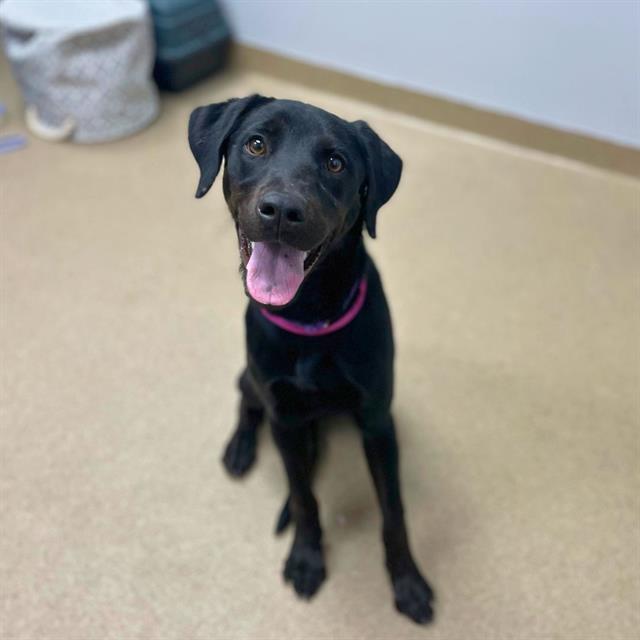 Dog for adoption - PEPPER, a Labrador Retriever Mix in Aurora, CO | Petfinder