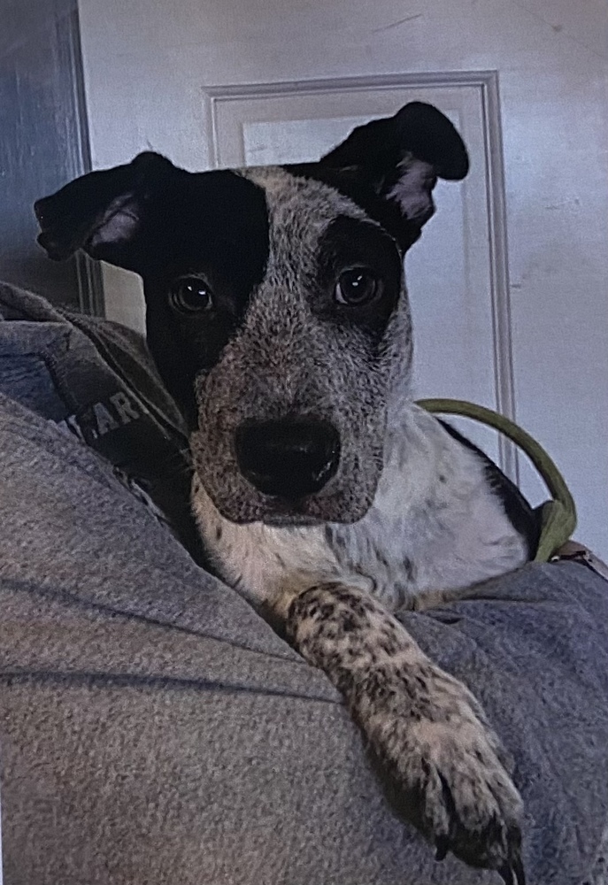 Dog for adoption - Empress, an Australian Cattle Dog / Blue Heeler Mix in Fort Madison, IA ...