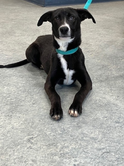 Dog for adoption - HOLLY, a Labrador Retriever Mix in Warrenton, NC | Petfinder