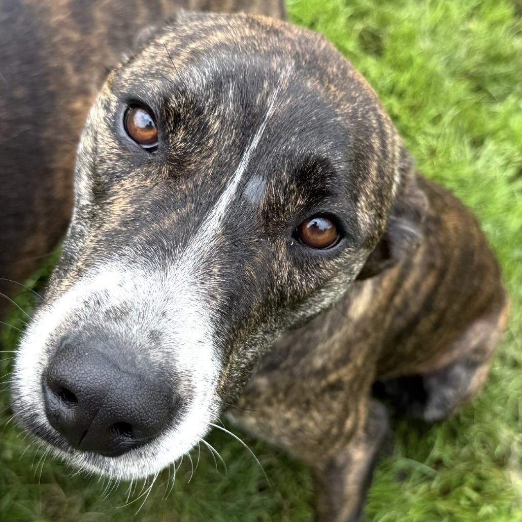 Dog for adoption - Luigi, an Australian Cattle Dog / Blue Heeler Mix in Union City, PA | Petfinder